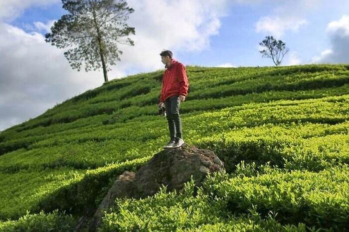 Kebun Teh Rancabali: Oase Keindahan Pegunungan di Bandung, Eksplorasi ...